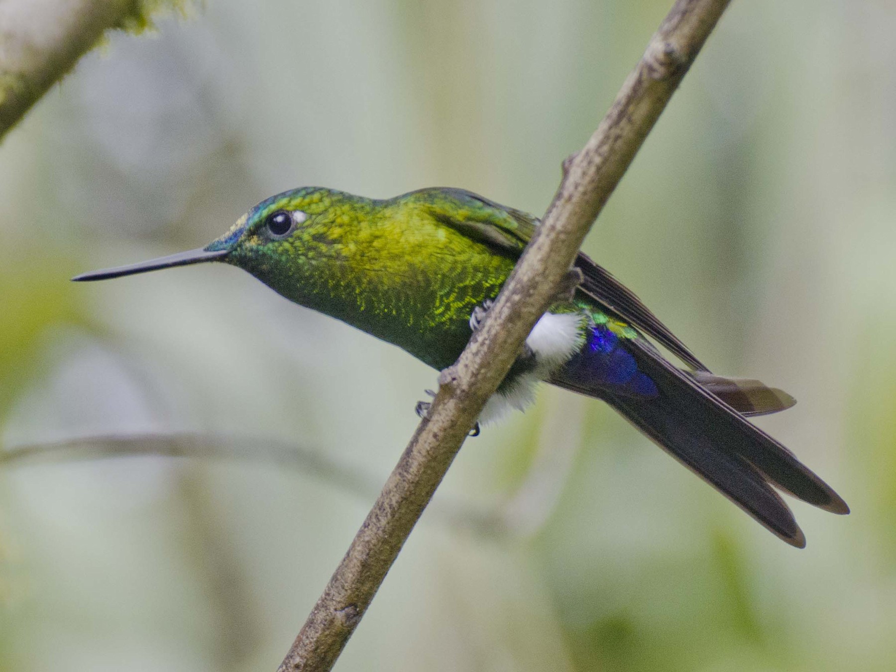Sapphire-vented Puffleg - eBird