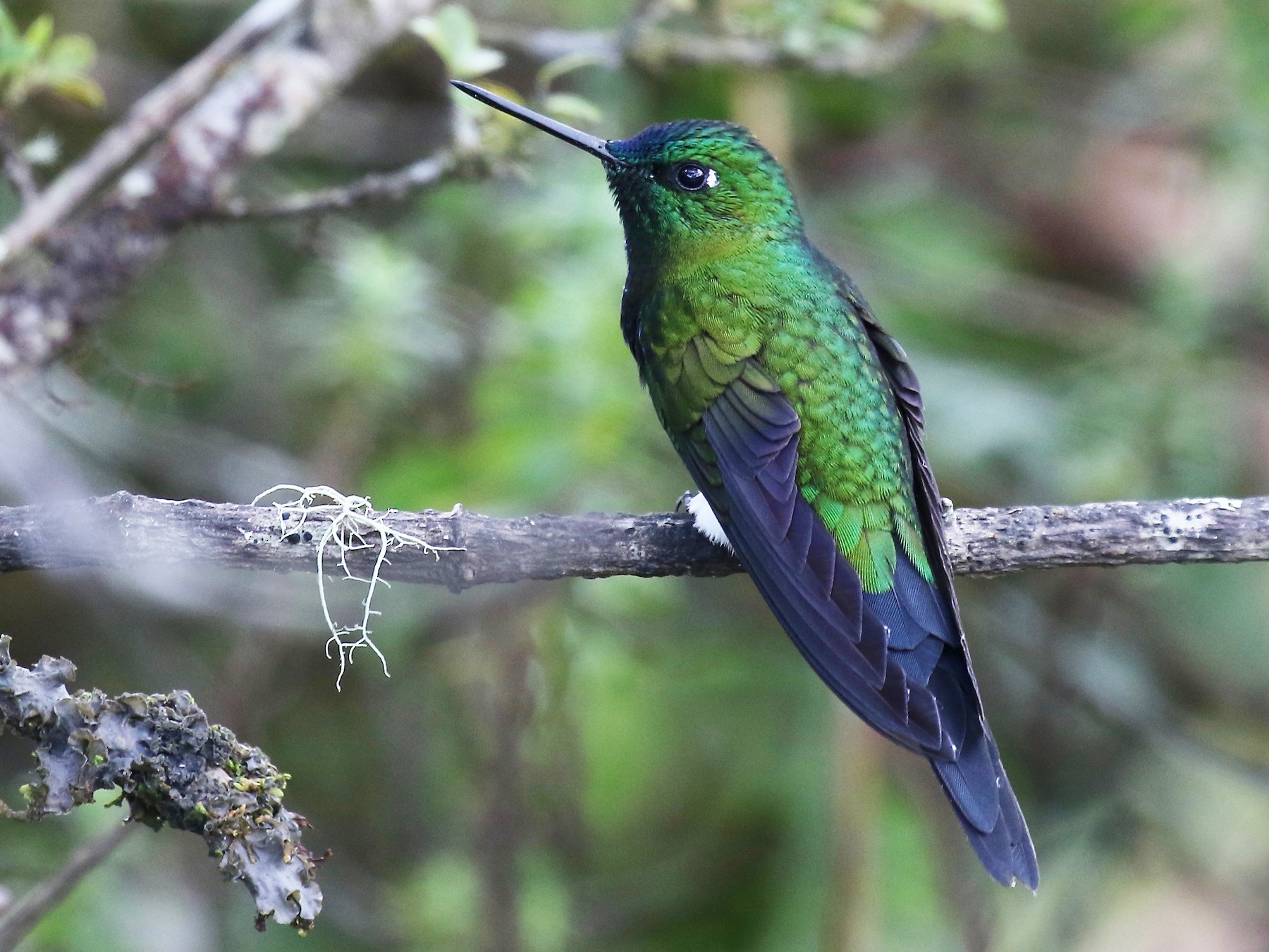 Sapphire-vented Puffleg - eBird