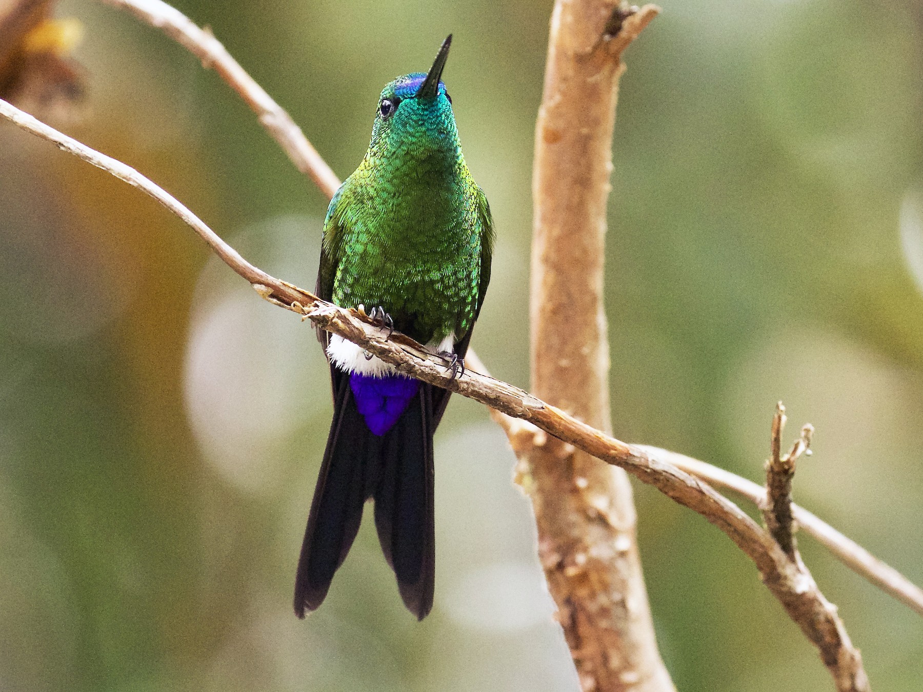 Sapphire-vented Puffleg - eBird