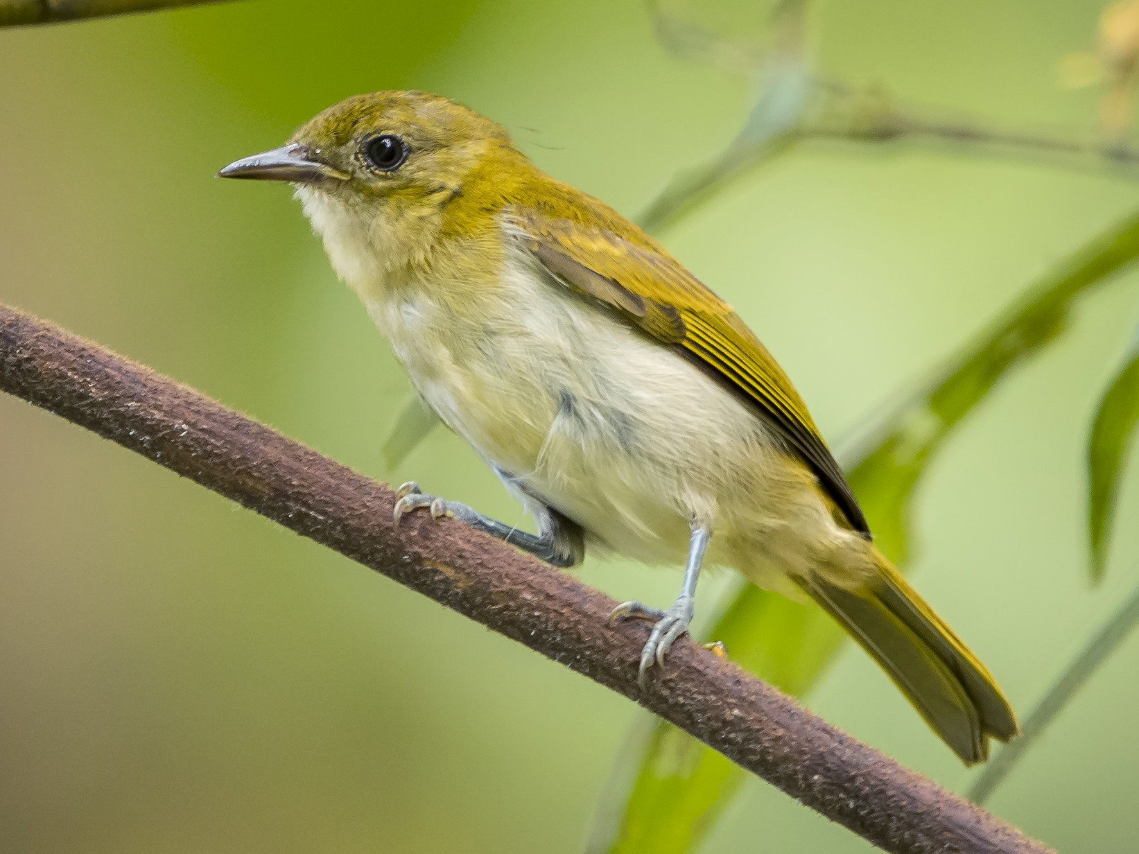 Scarlet-and-white Tanager - eBird