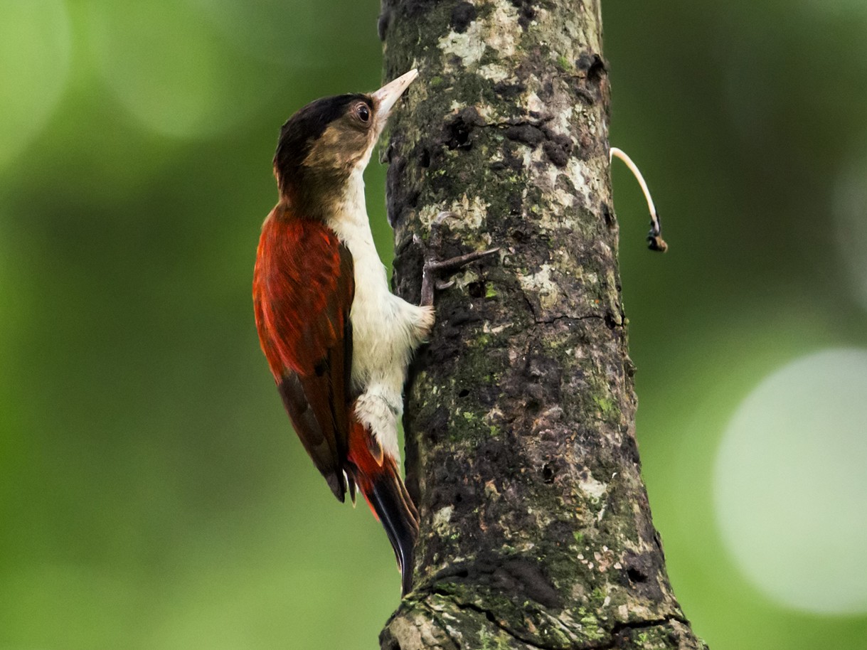 Scarlet-backed Woodpecker - eBird