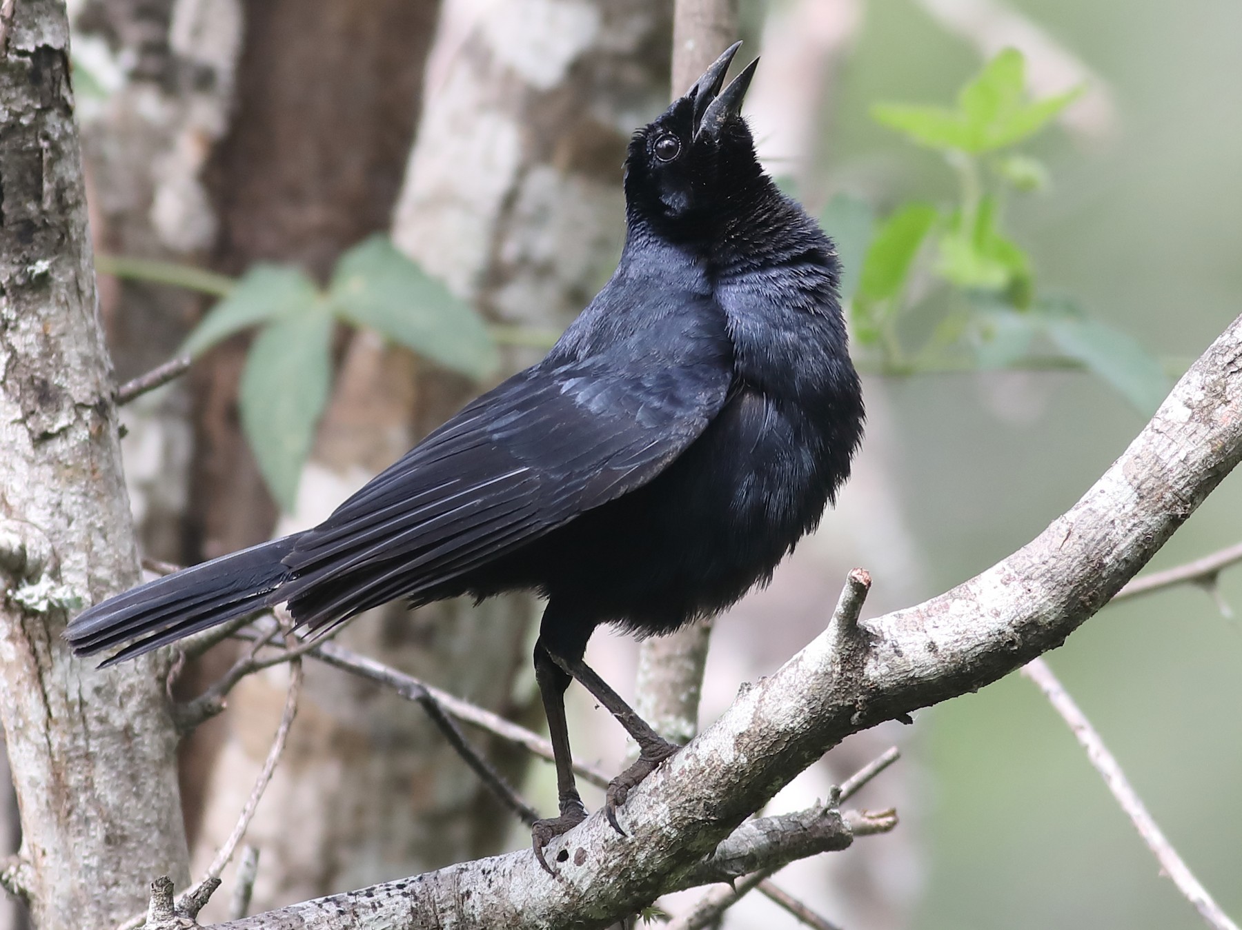 Scrub Blackbird - eBird