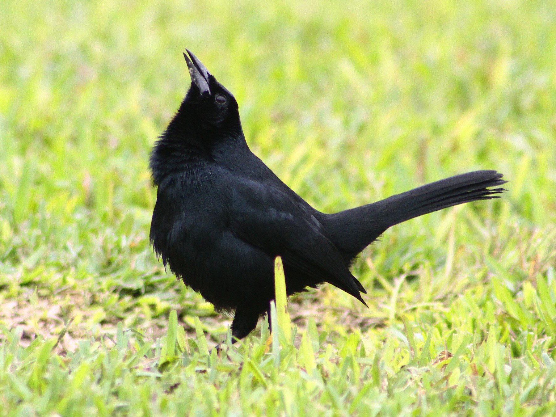 Scrub Blackbird - eBird