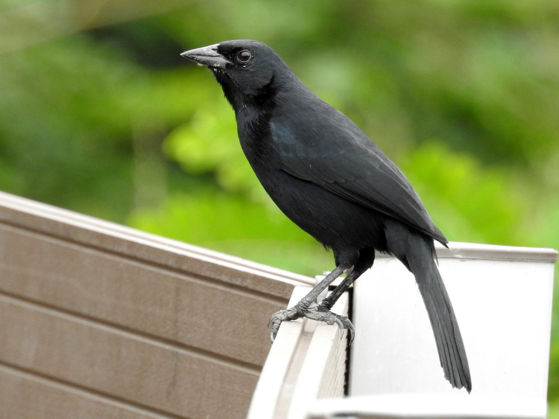 Scrub Blackbird - eBird