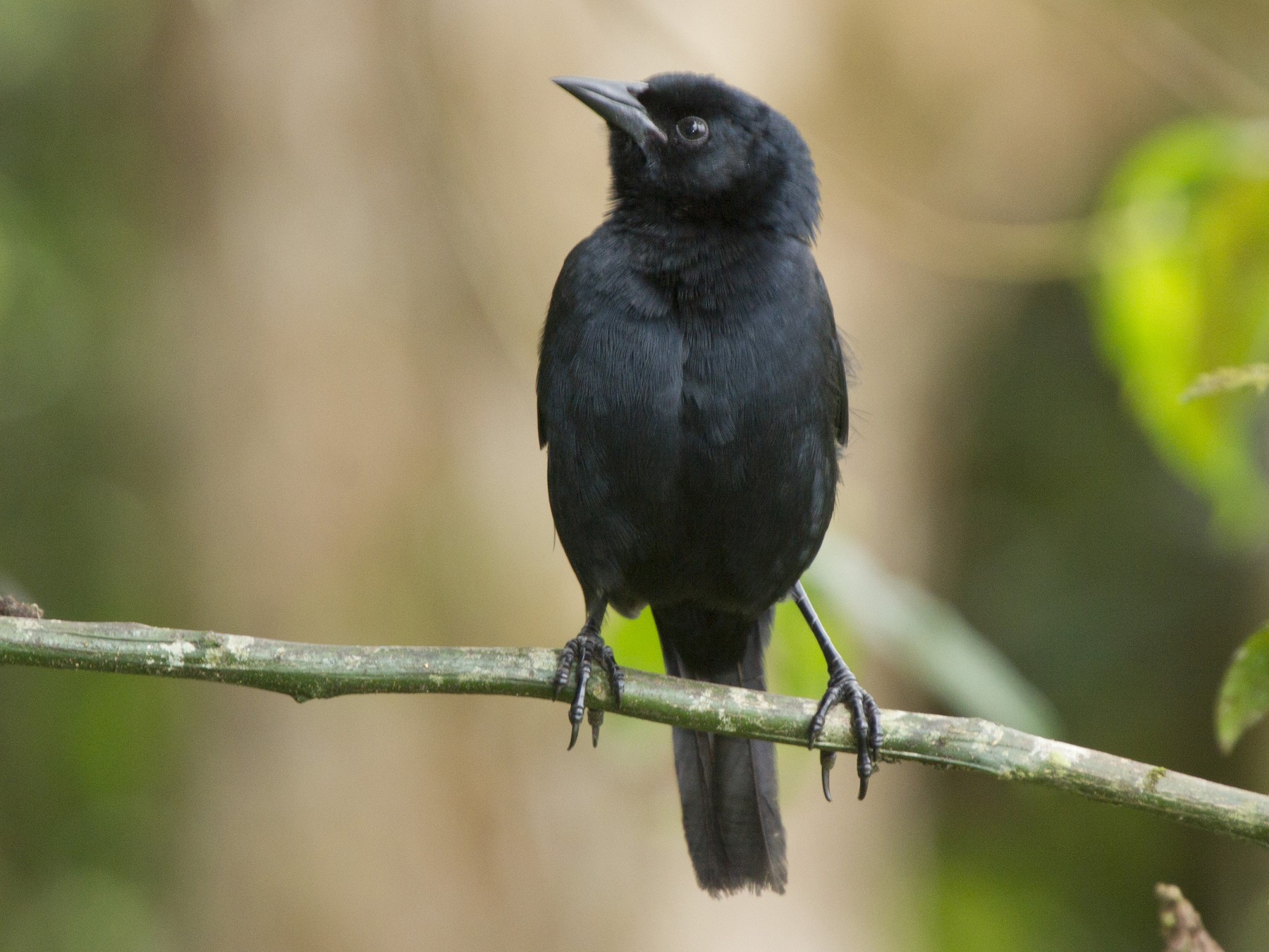 Scrub Blackbird - eBird