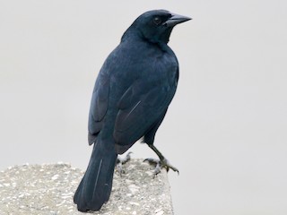 Scrub Blackbird - Dives warczewiczi - Birds of the World