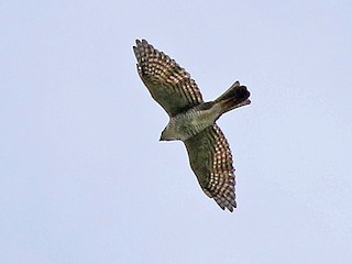 Semicollared Hawk - eBird