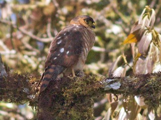 Semicollared Hawk - eBird