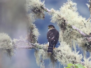 Semicollared Hawk - eBird
