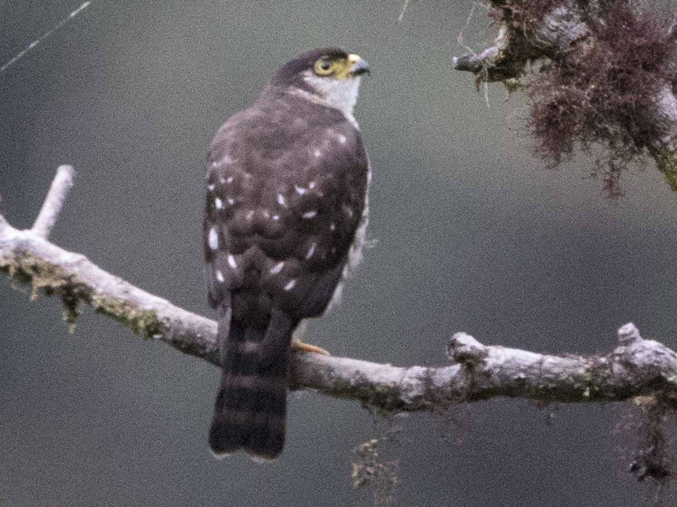 Semicollared Hawk - eBird