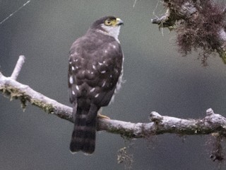 Semicollared Hawk - eBird