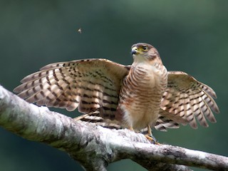 Semicollared Hawk - eBird