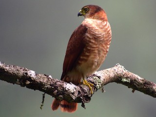 Semicollared Hawk - eBird