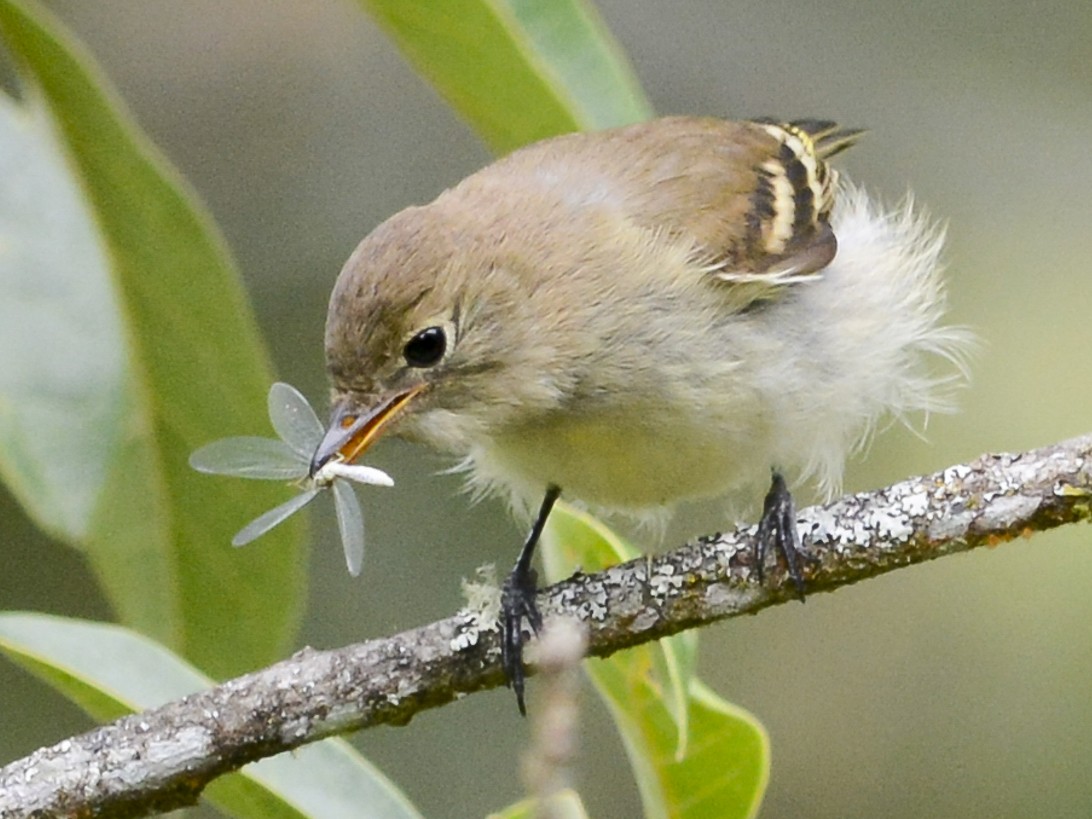 Fiofío Serrano - eBird