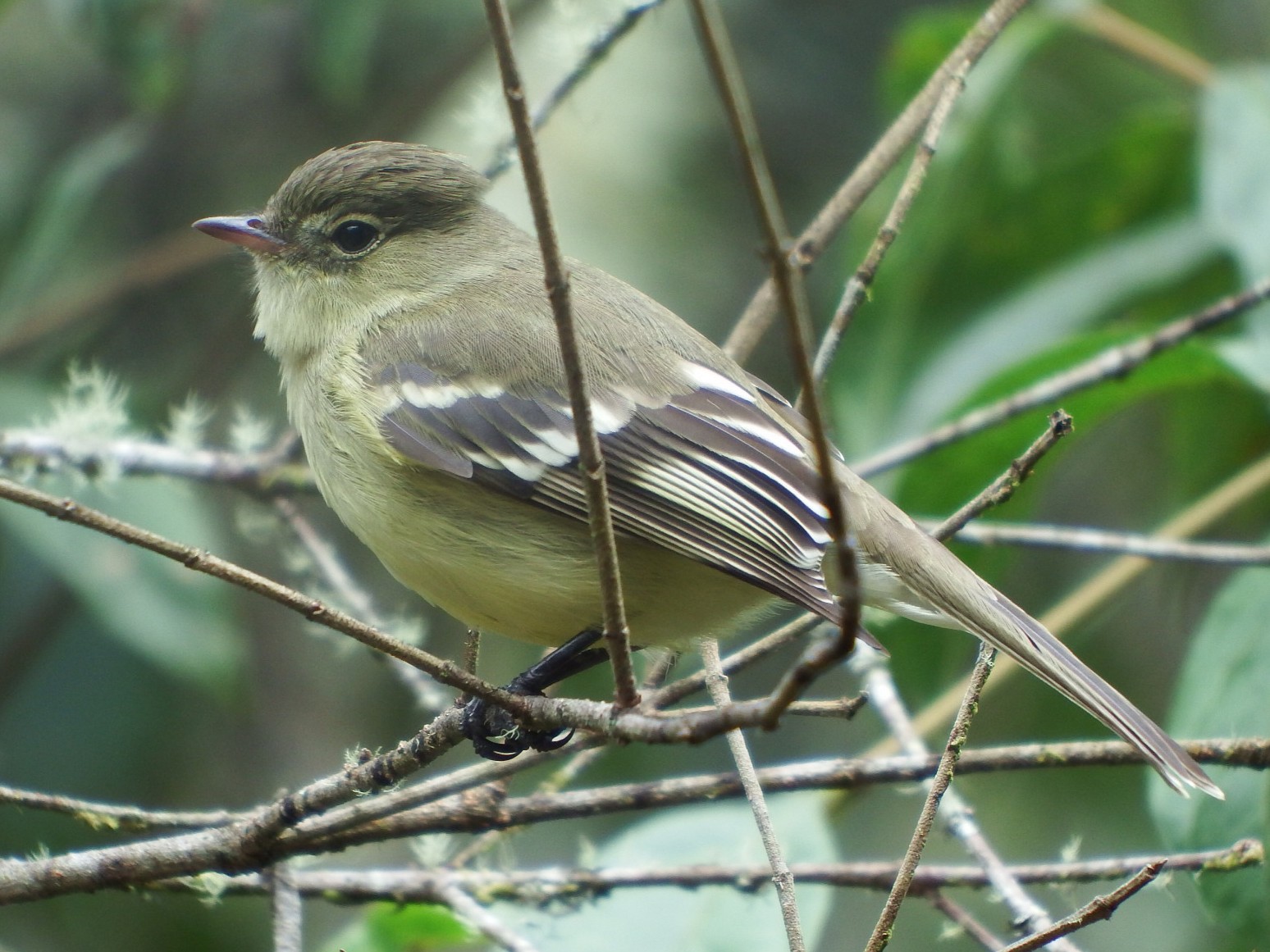 Fiofío Serrano - eBird