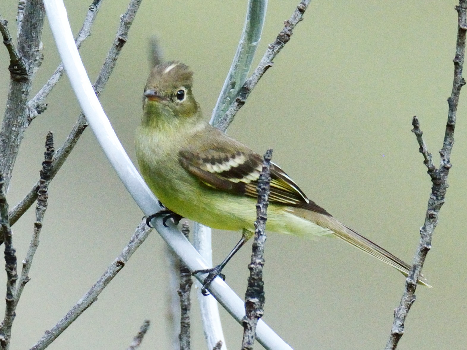 Sierran Elaenia - eBird