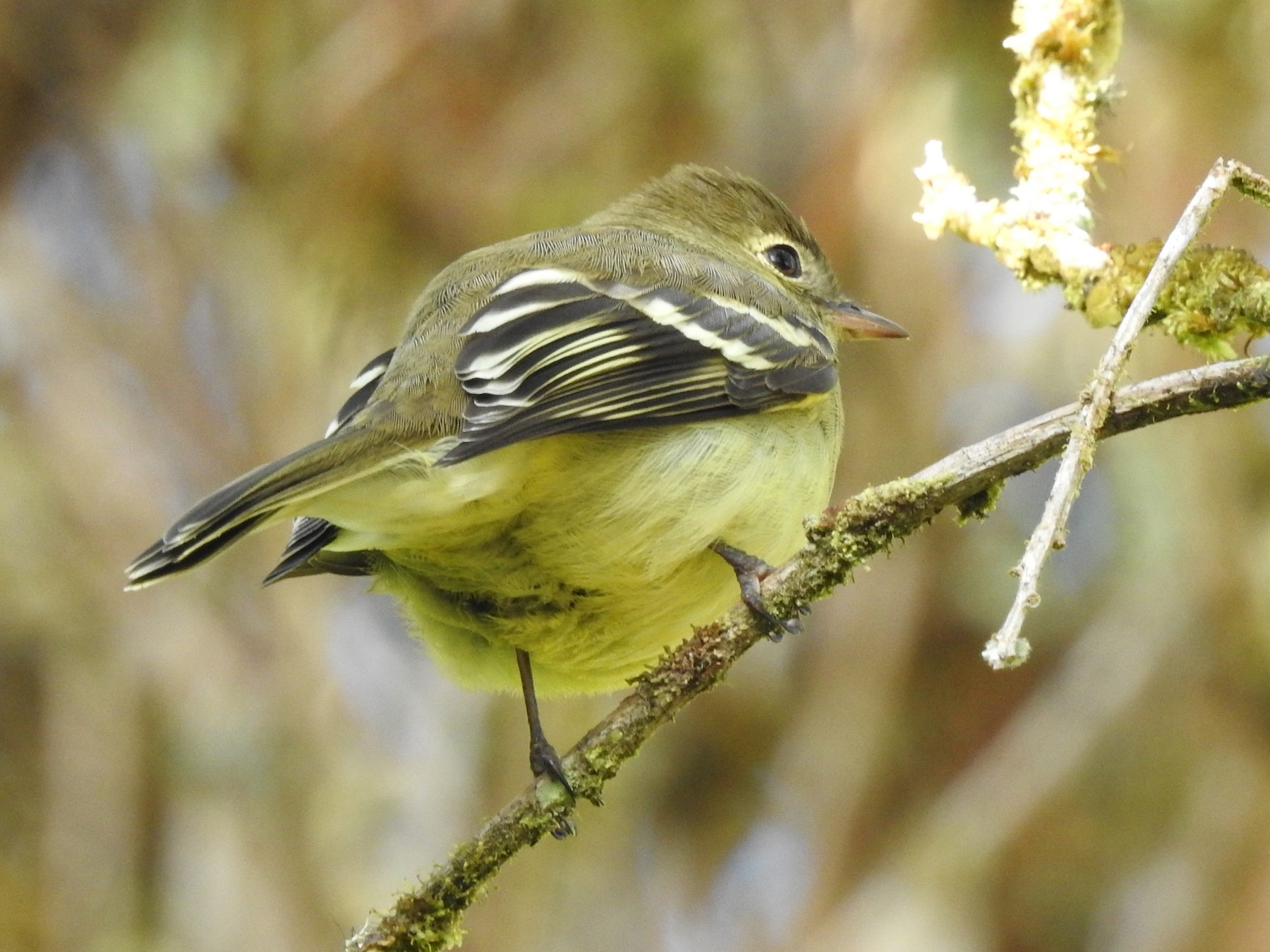 Sierran Elaenia - eBird