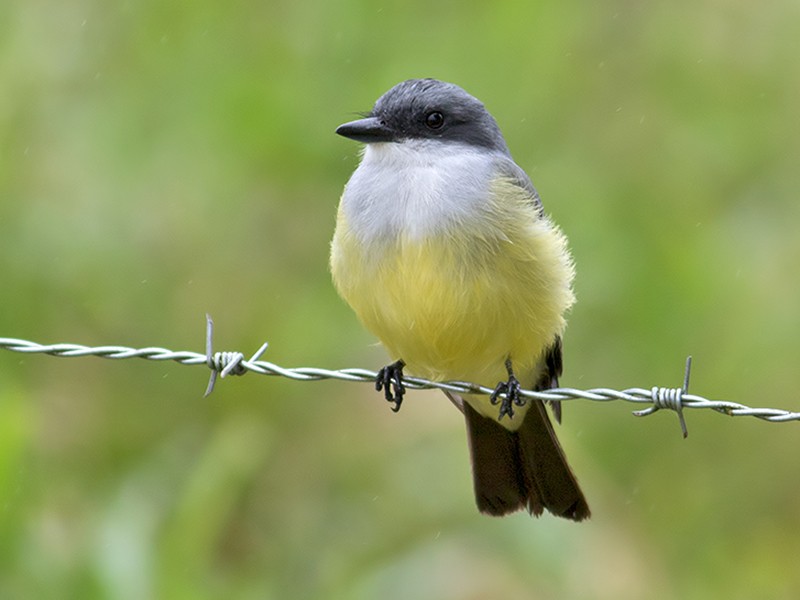 Snowy-throated Kingbird - eBird