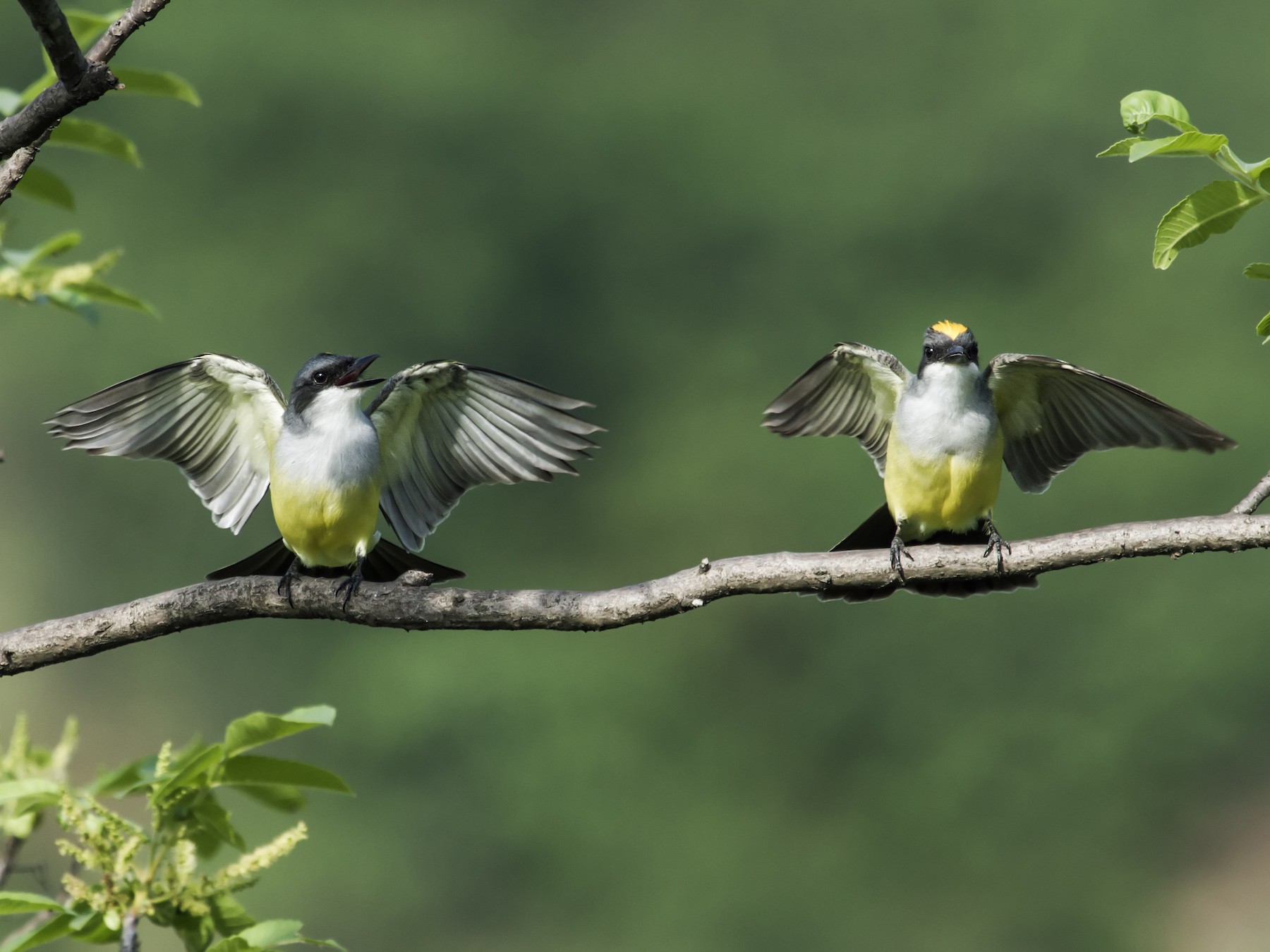Snowy-throated Kingbird - eBird