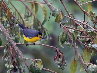 Spectacled Redstart - eBird