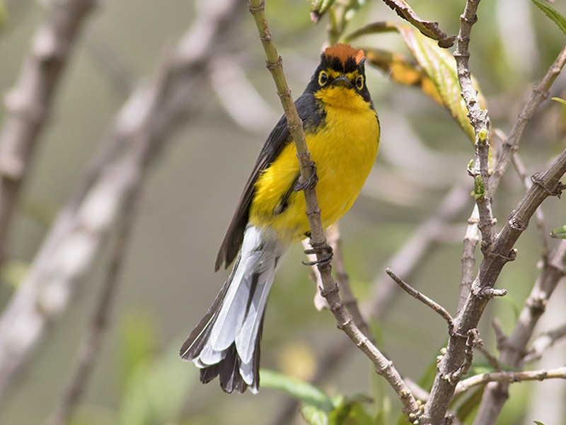 Spectacled Redstart - eBird