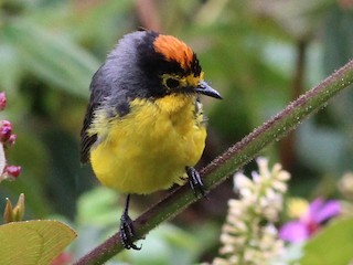 Spectacled Redstart - eBird