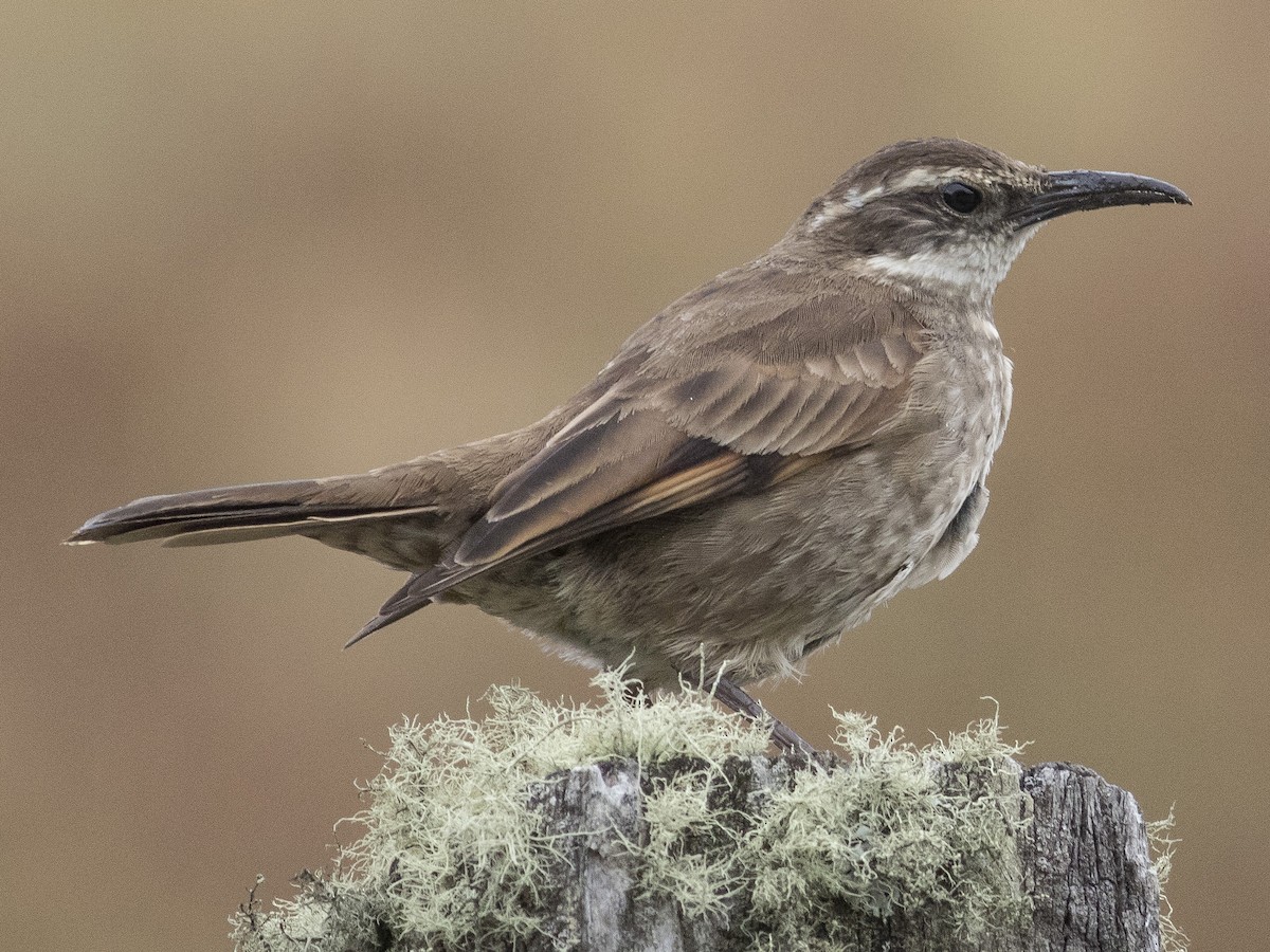 Stout-billed Cinclodes - Cinclodes excelsior - Birds of the World