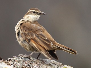 Stout-billed Cinclodes - eBird