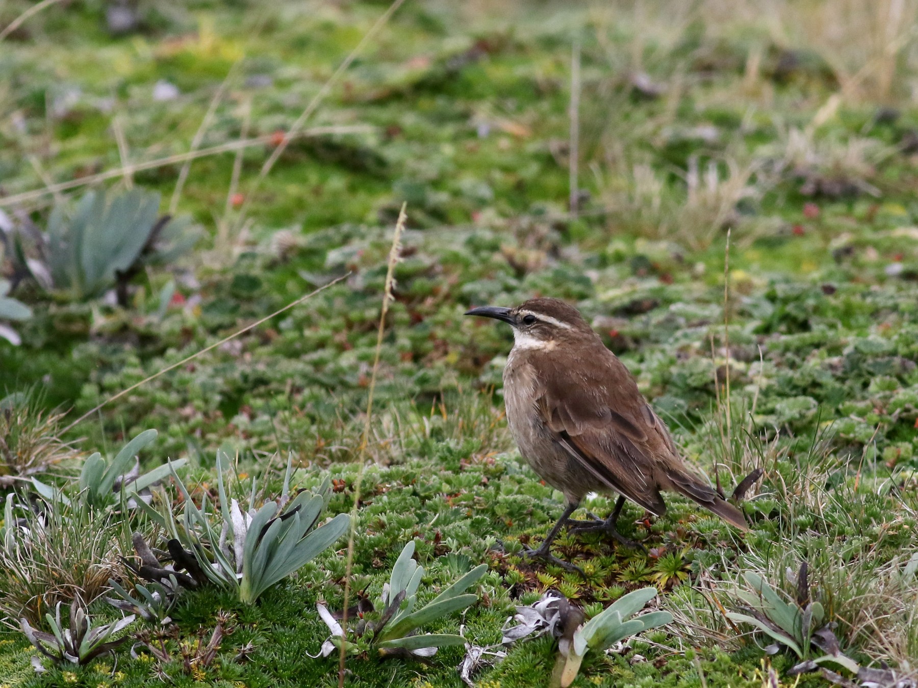 Stout-billed Cinclodes - eBird