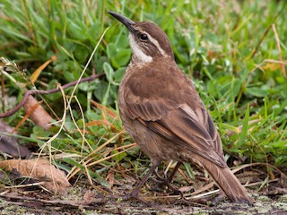 Stout-billed Cinclodes - eBird