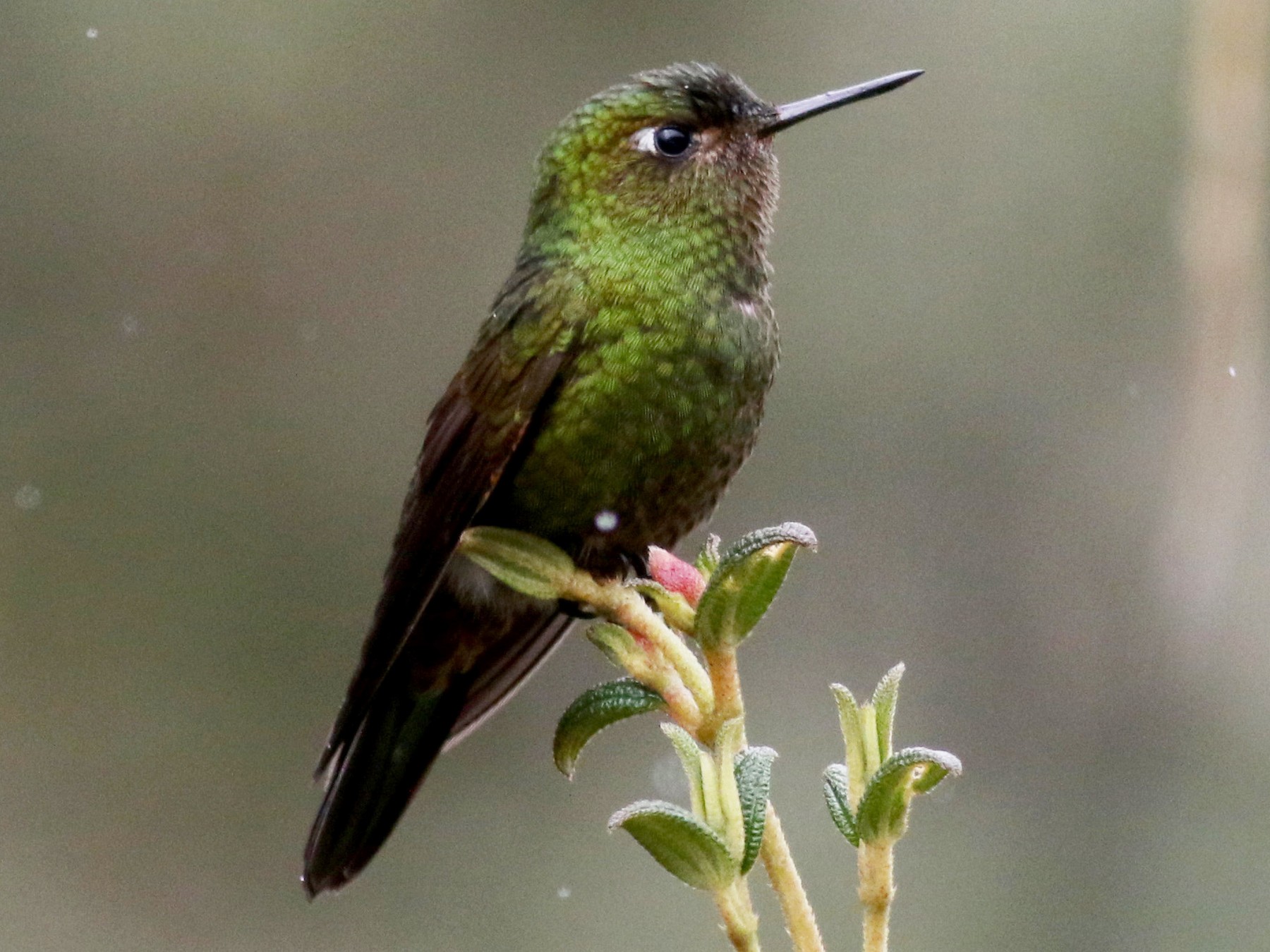 Viridian Metaltail - eBird