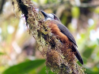 White-faced Nunbird - eBird