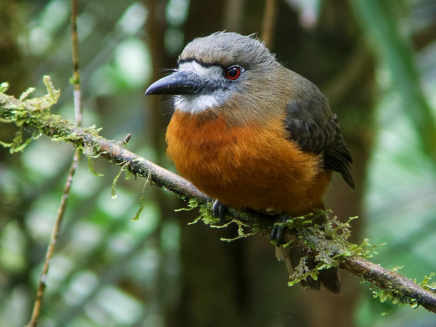 White-faced Nunbird - eBird