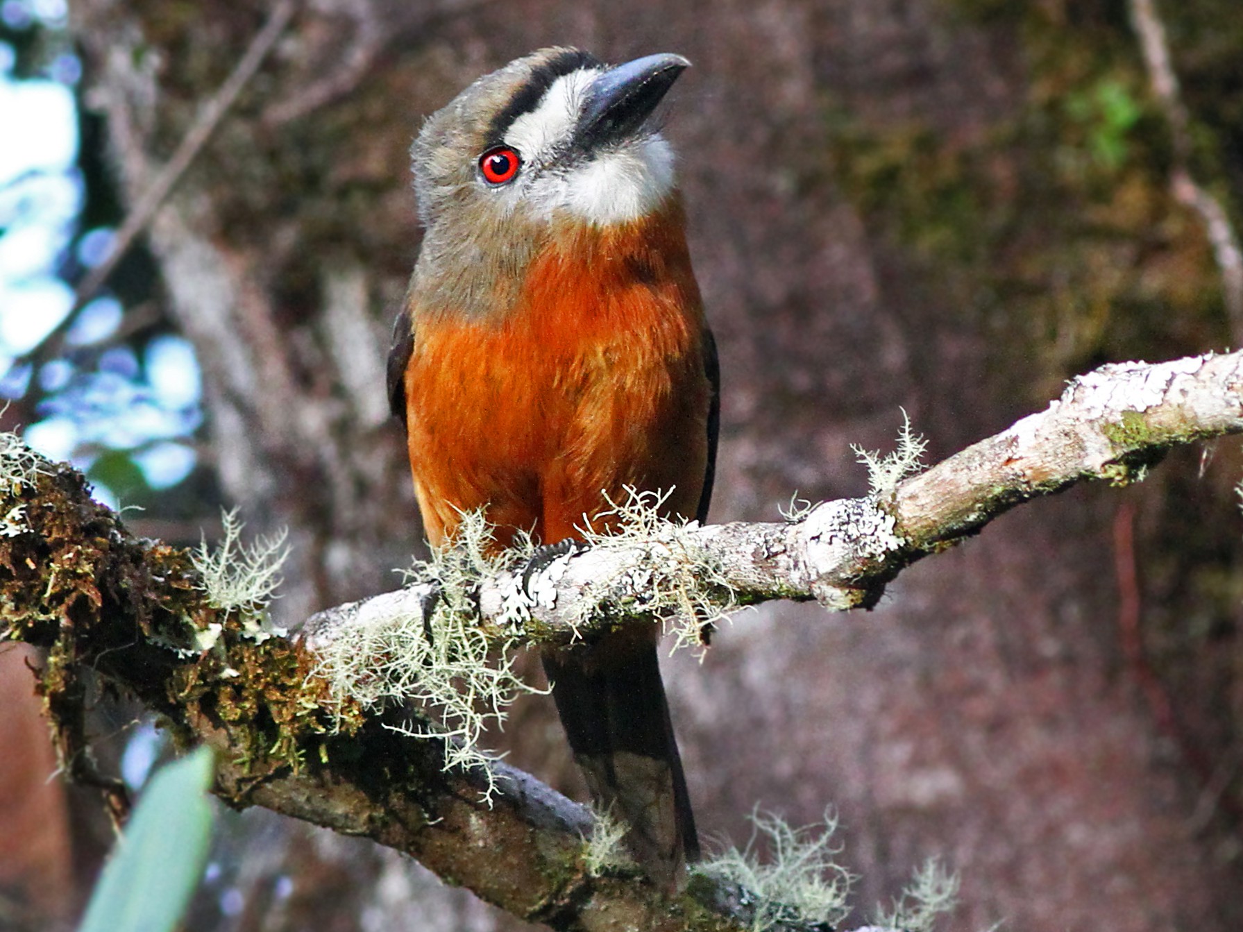 White-faced Nunbird - eBird