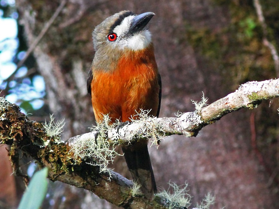 White-faced Nunbird - eBird