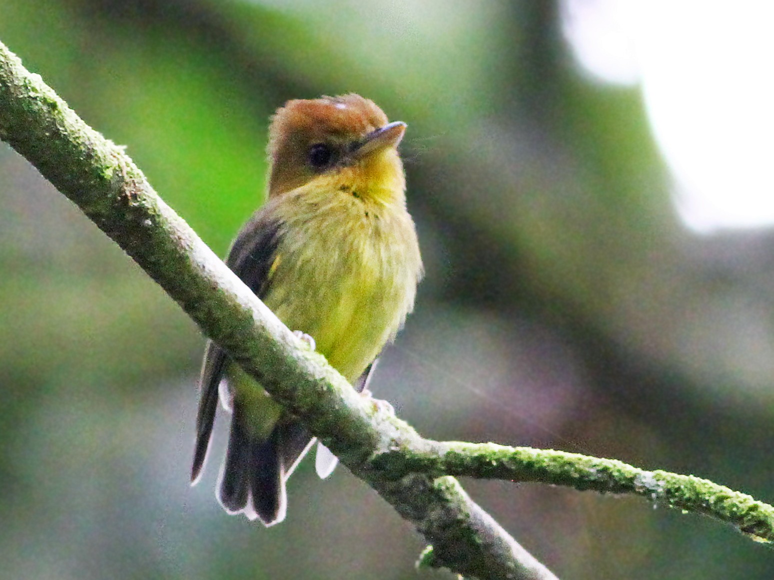 Pico Chato Gargantiamarillo - eBird