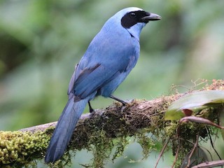 Turquoise Jay - eBird