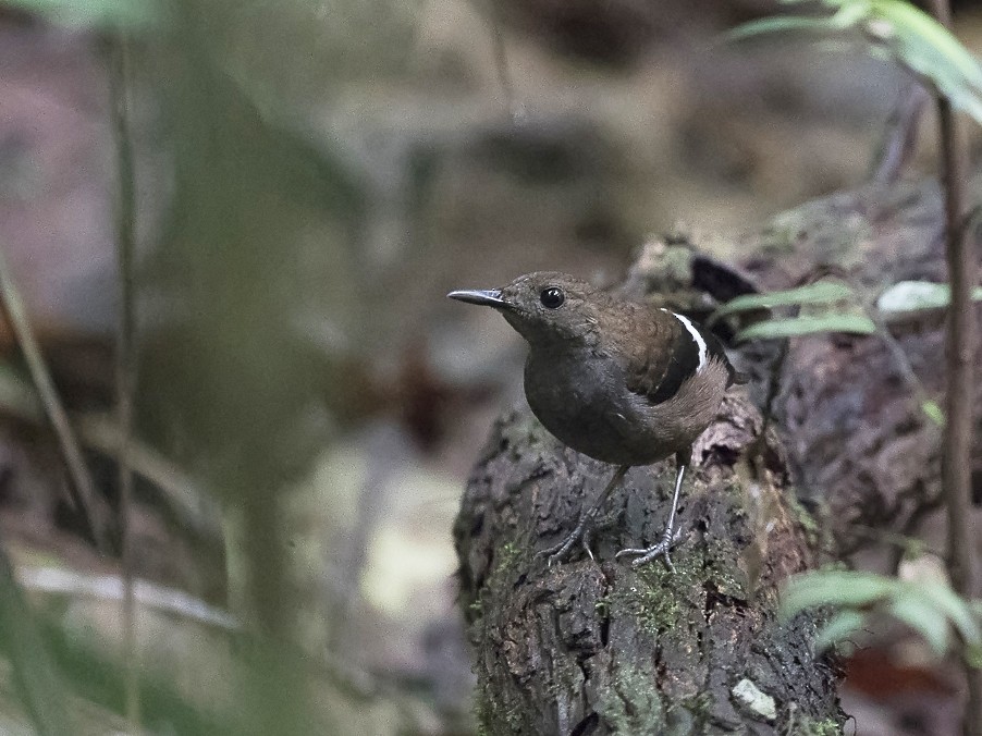 Wing-banded Wren - eBird