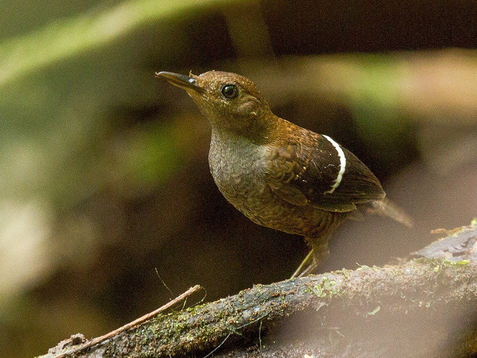 Wing-banded Wren - eBird