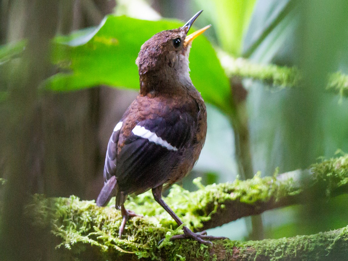 Wing-banded Wren - Microcerculus bambla - Birds of the World