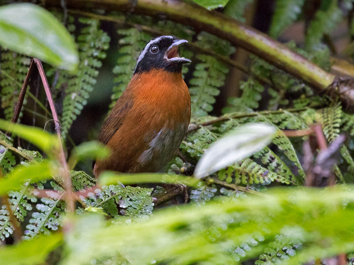 Tanager Finch - eBird