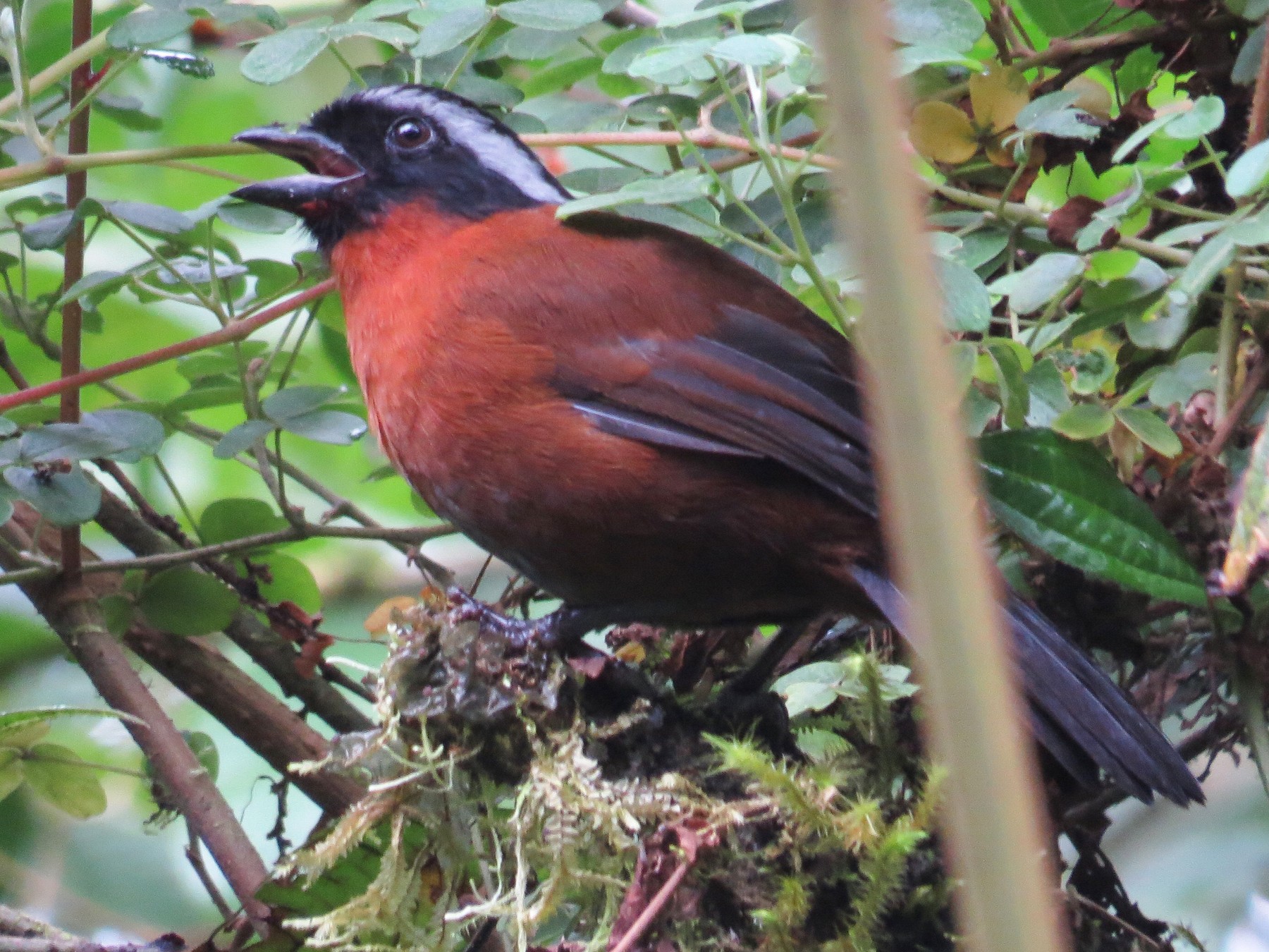 Tanager Finch - eBird
