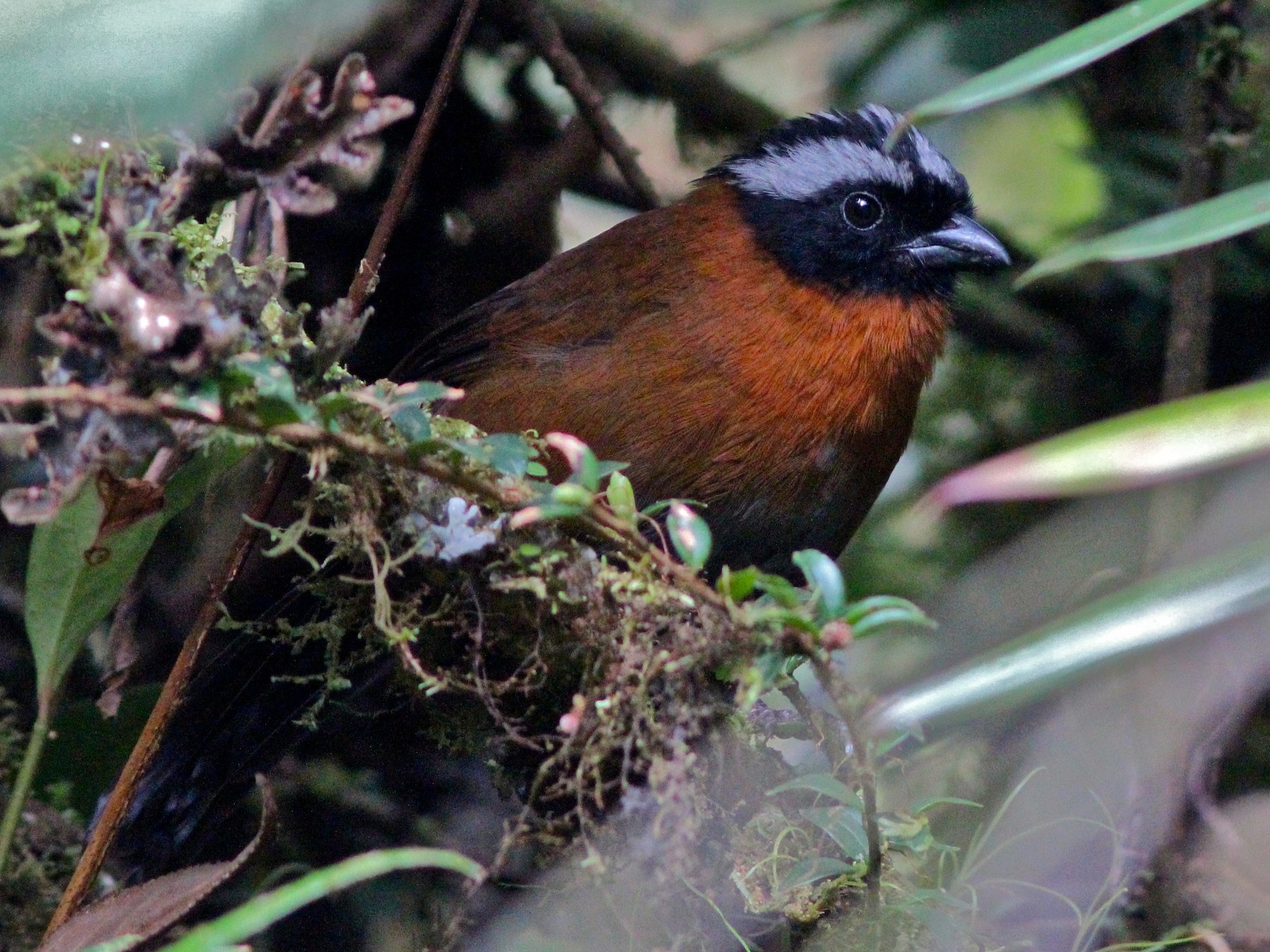 Tanager Finch - eBird
