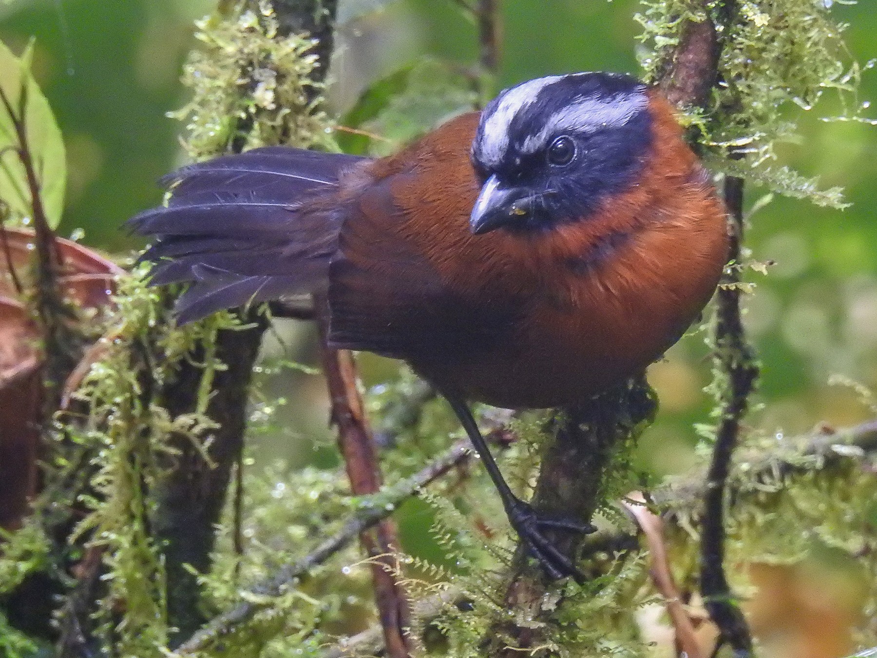 Tanager Finch - eBird