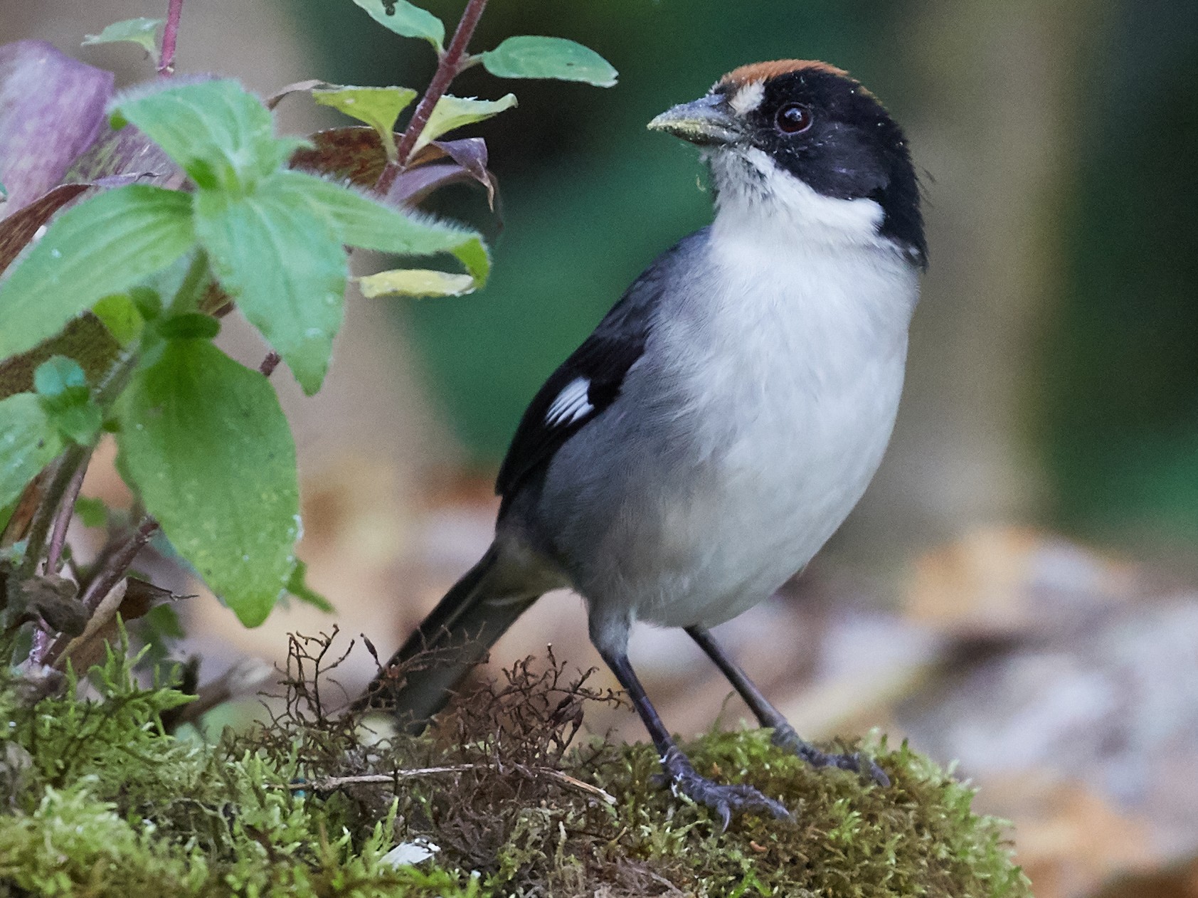 White-winged Brushfinch - eBird