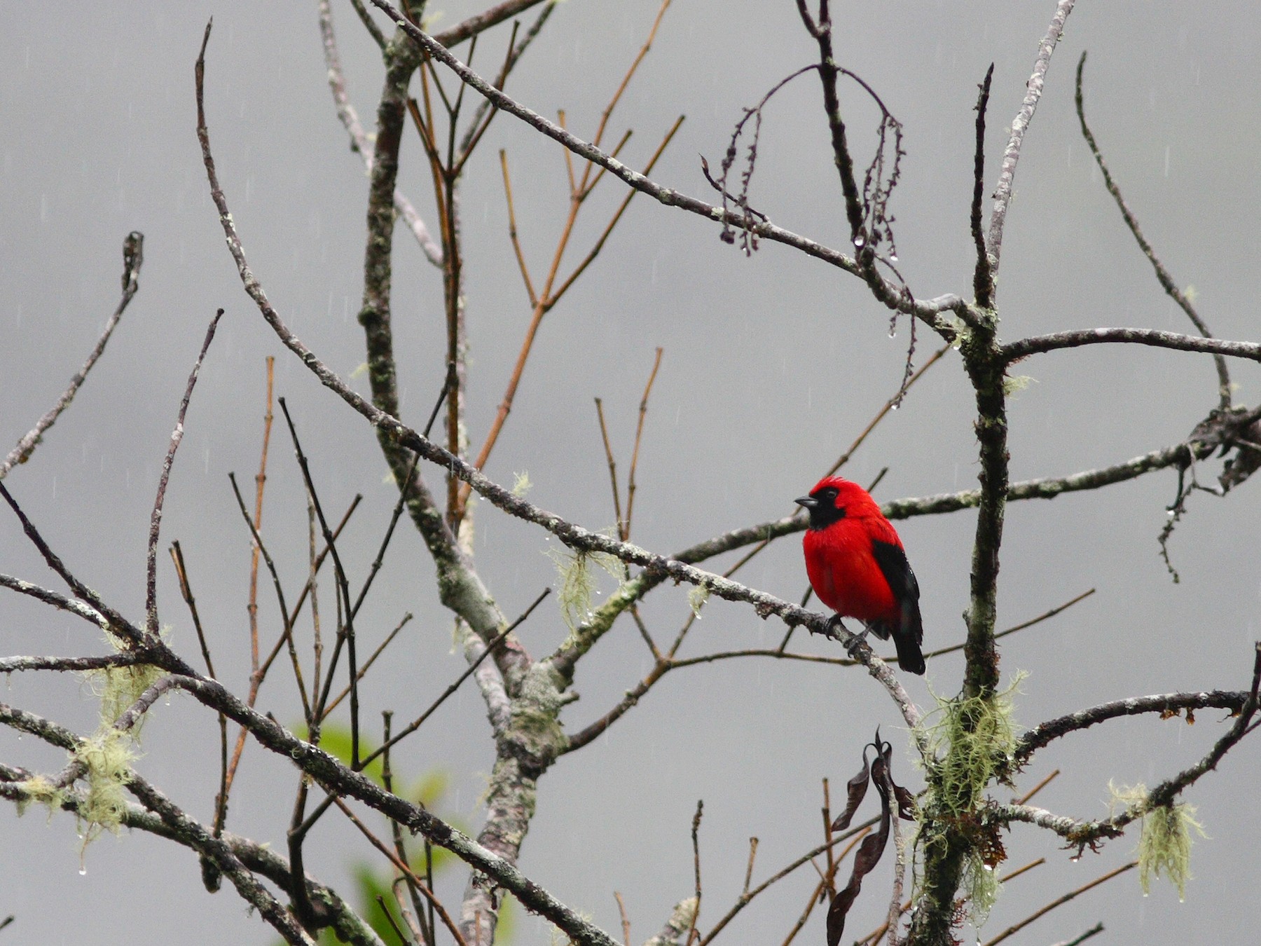 Vermilion Tanager - eBird