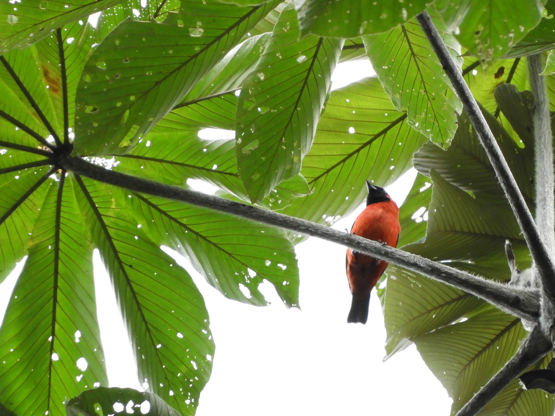 Vermilion Tanager - eBird