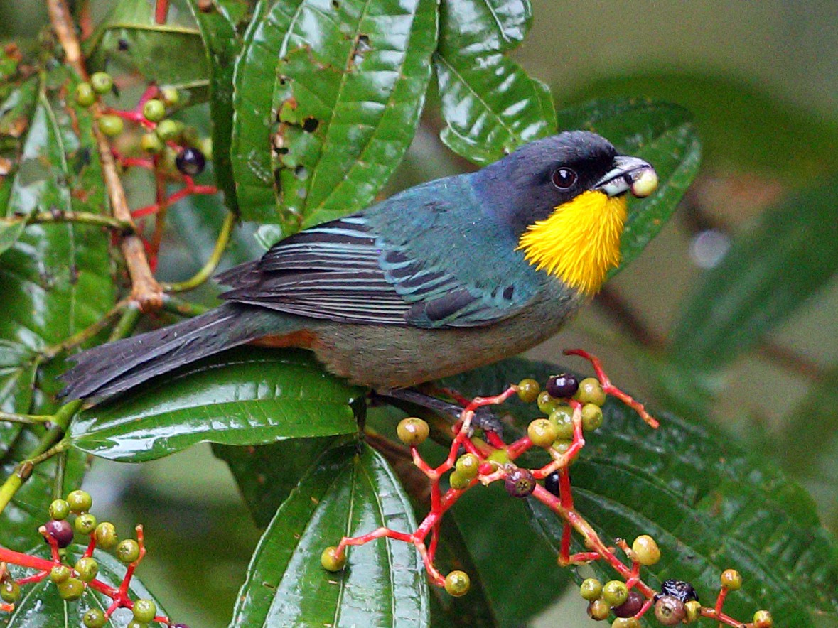 Yellow-throated Tanager - eBird