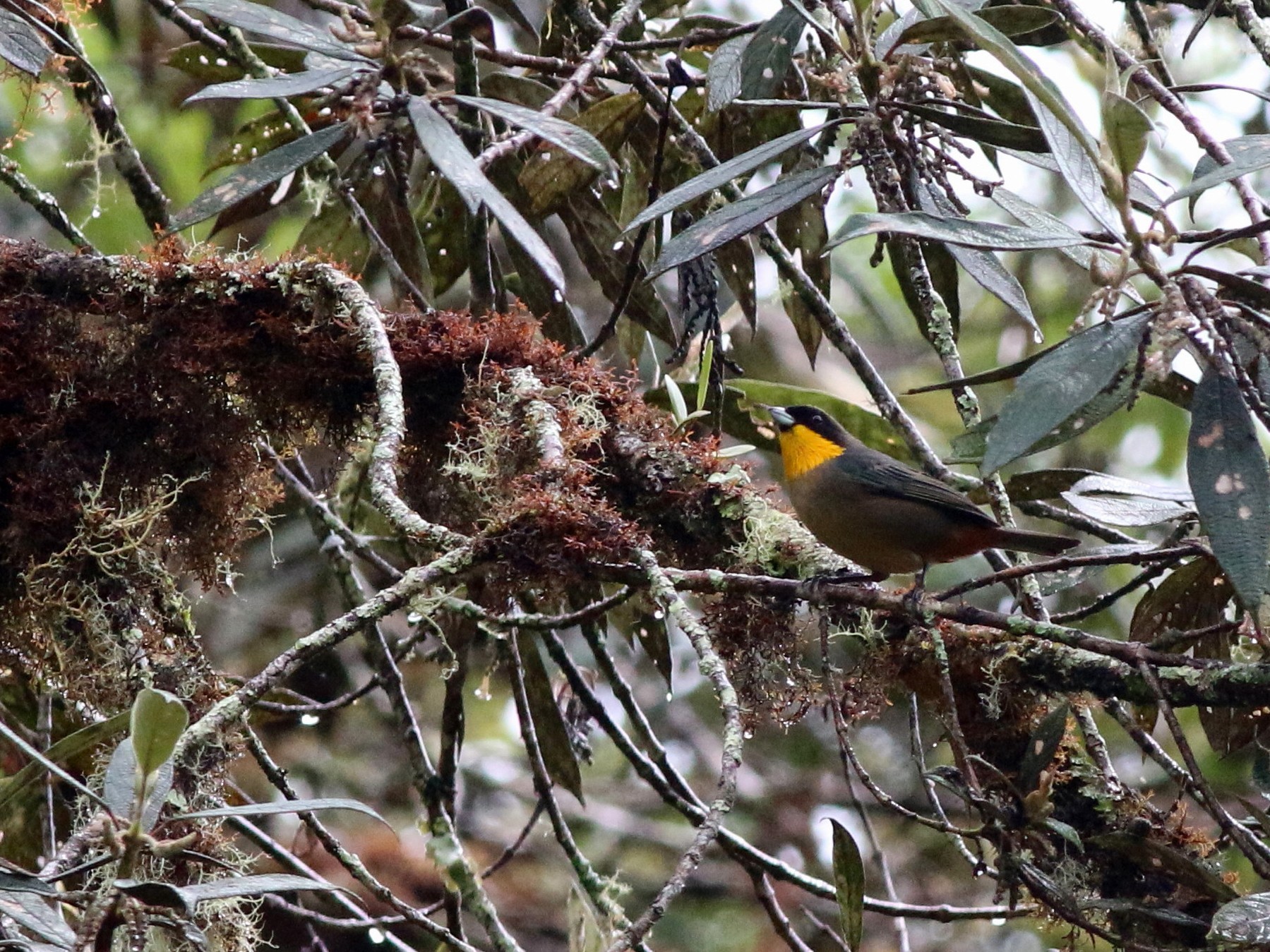 Yellow-throated tanager - eBird