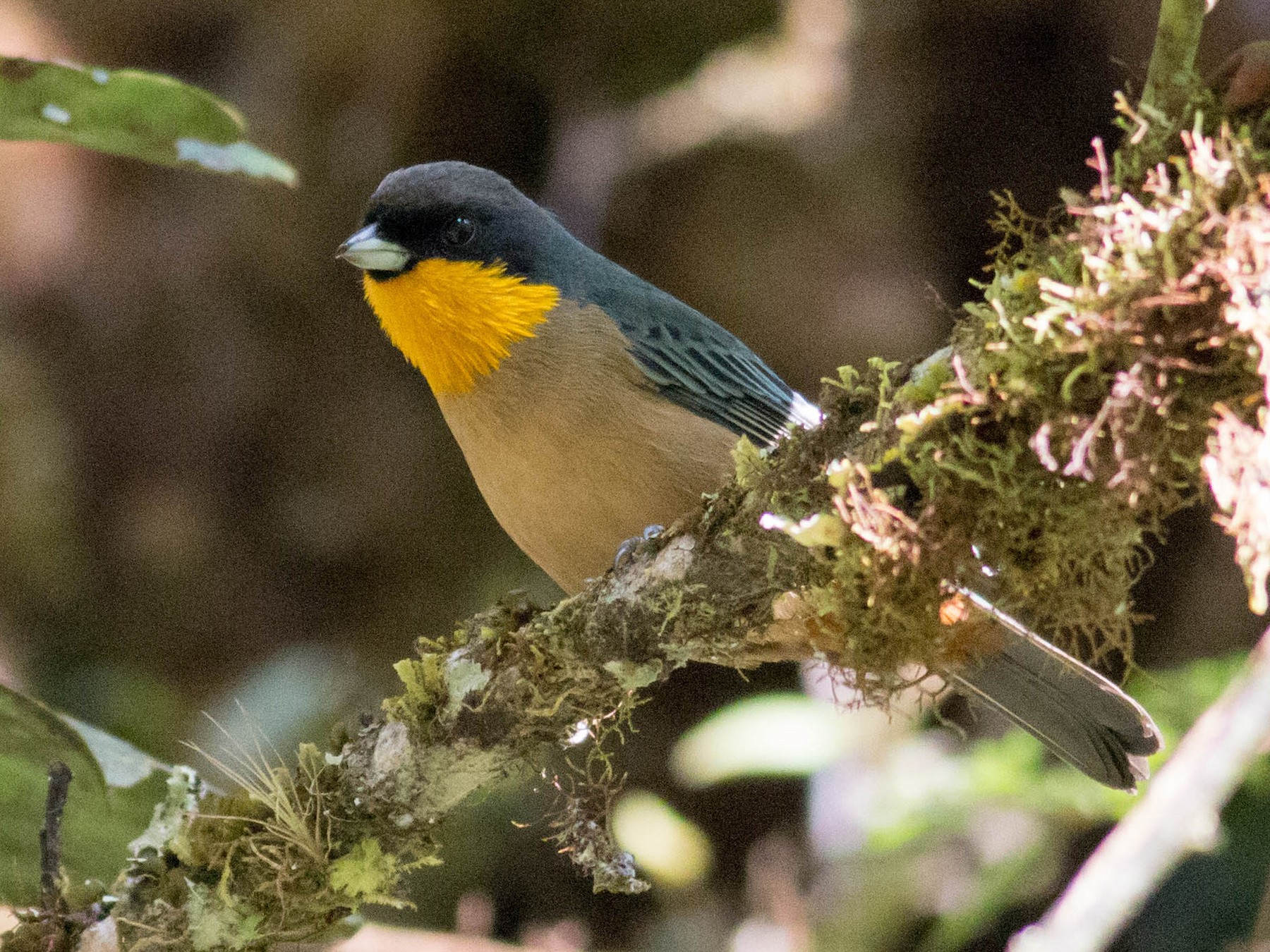 Yellow-throated Tanager - eBird